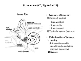 ear anatomy, structures, functions | PDF