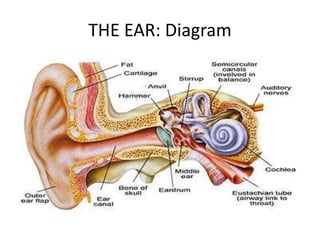 ear anatomy, structures, functions | PDF