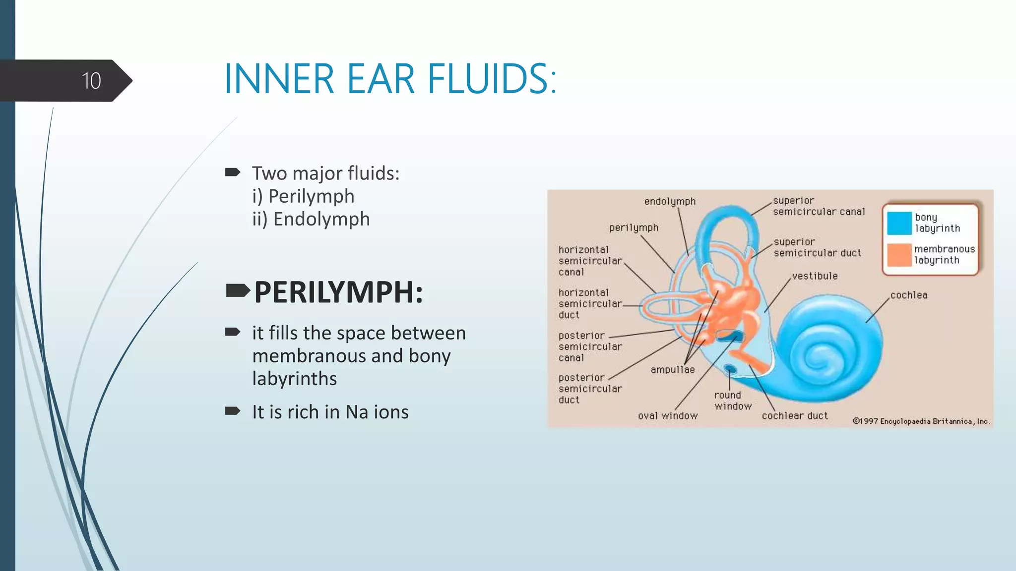 Anatomy & Physiology of ear | PPTX