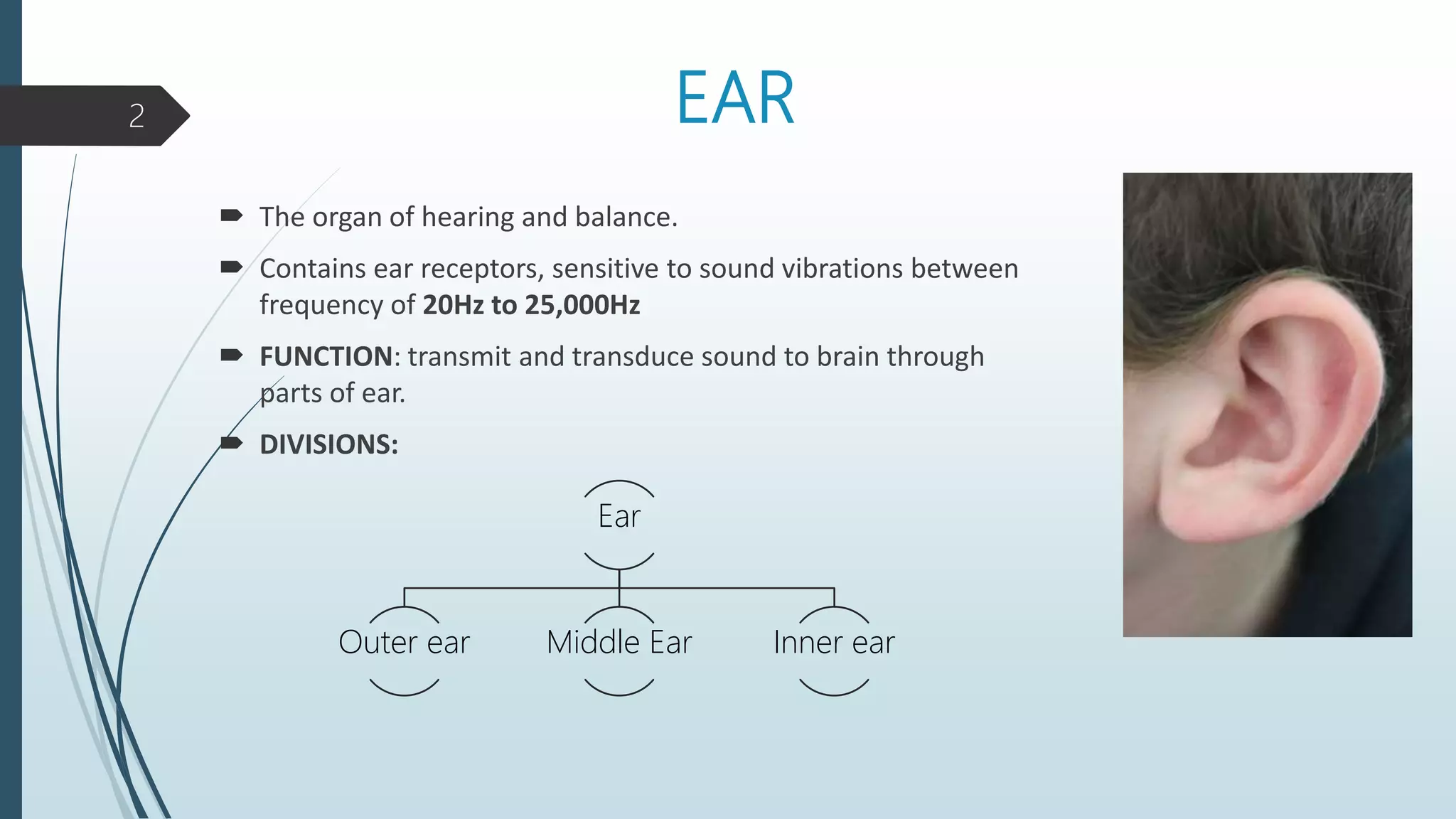 Anatomy & Physiology of ear | PPTX