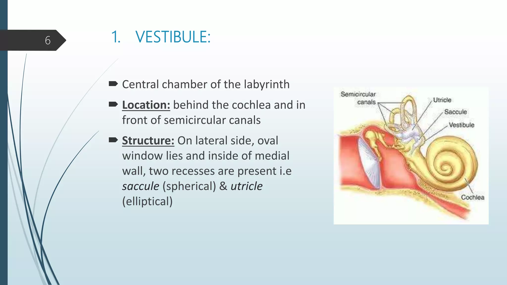 Anatomy & Physiology of ear | PPT