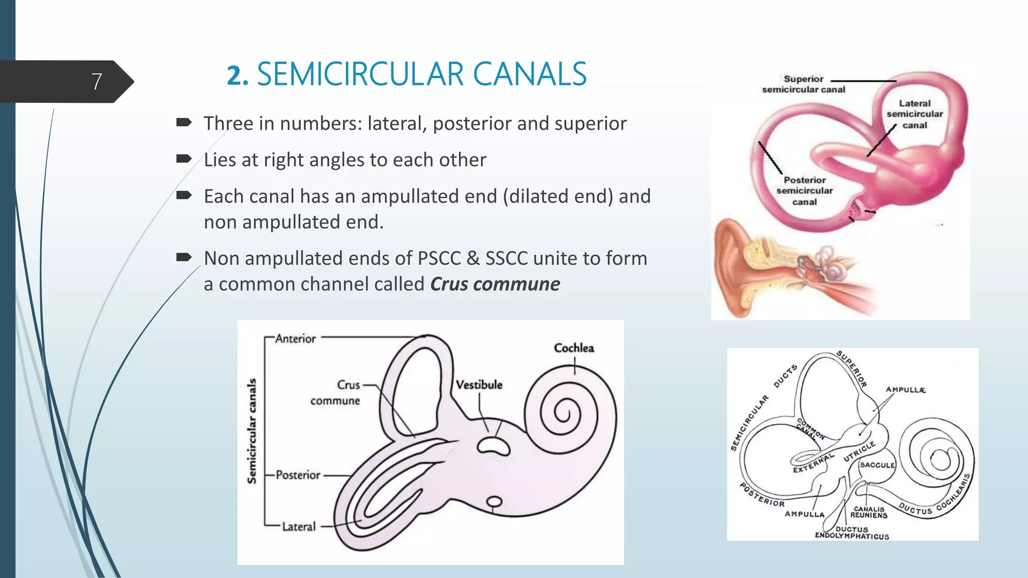 Anatomy & Physiology of ear | PPTX