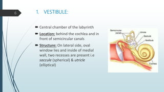 Anatomy & Physiology of ear | PPTX