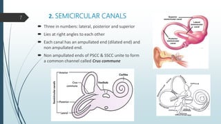 Anatomy & Physiology of ear | PPT