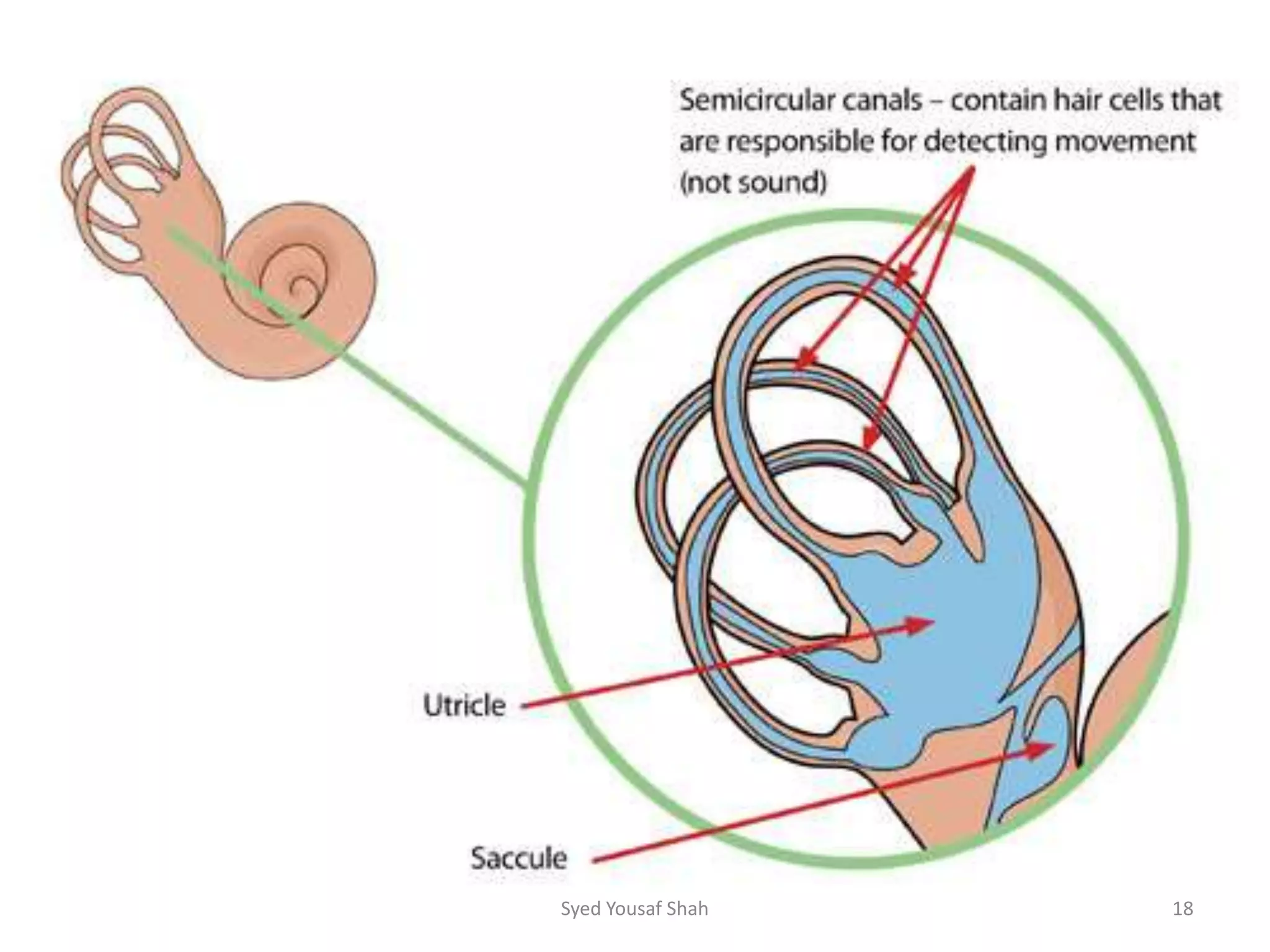 Ear Anatomy & Physiology | PPT