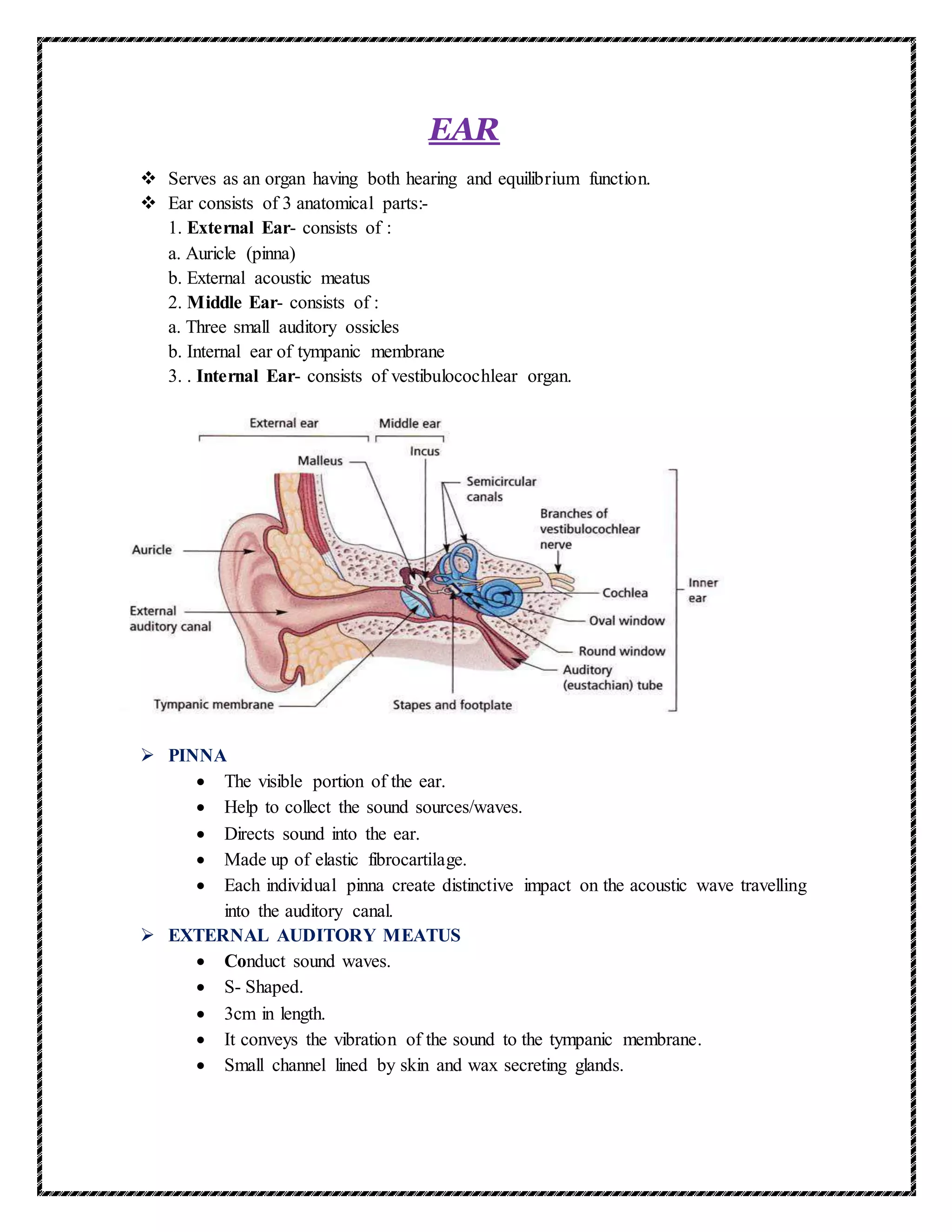 Human Ear | DOCX