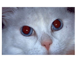 Diseases of ear in animals | PPT