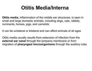 Diseases of ear in animals | PPT