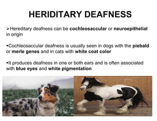 Diseases of ear in animals | PPT
