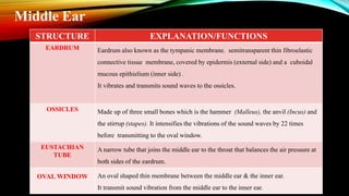 Human Ear | PPTX | Ear, Nose and Throat Conditions | Diseases and ...
