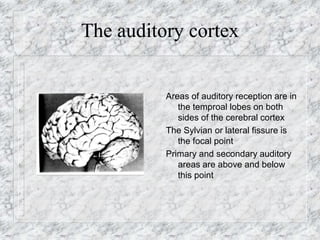 Ear.ppt