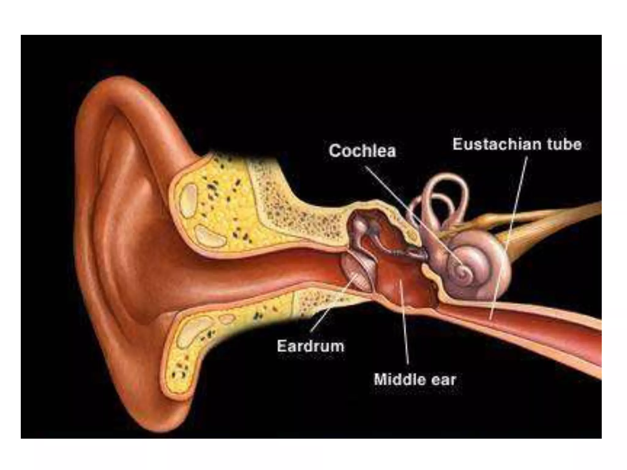ear .ppt | Ear, Nose and Throat Conditions | Diseases and Conditions
