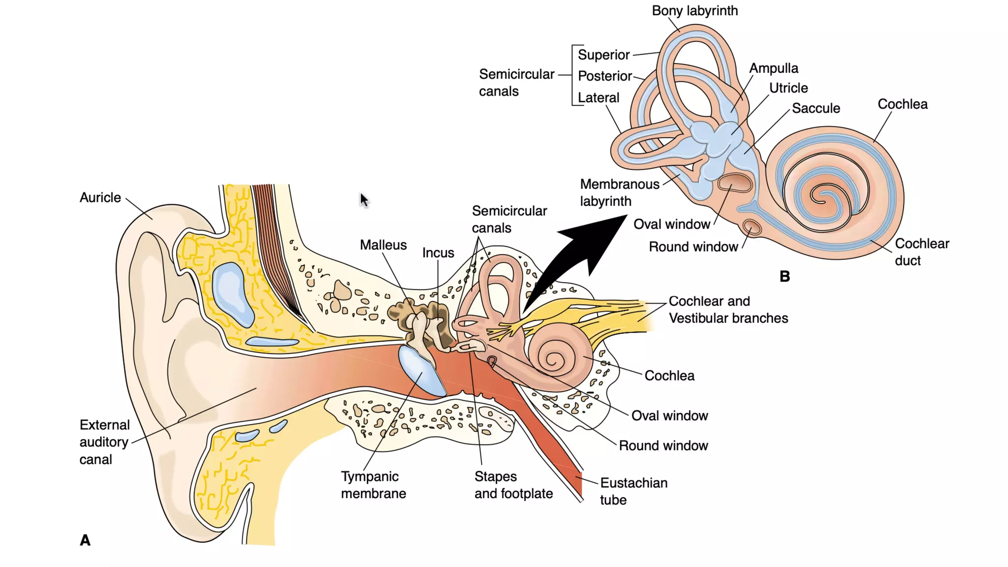 EAR ASSESSMENT | PDF