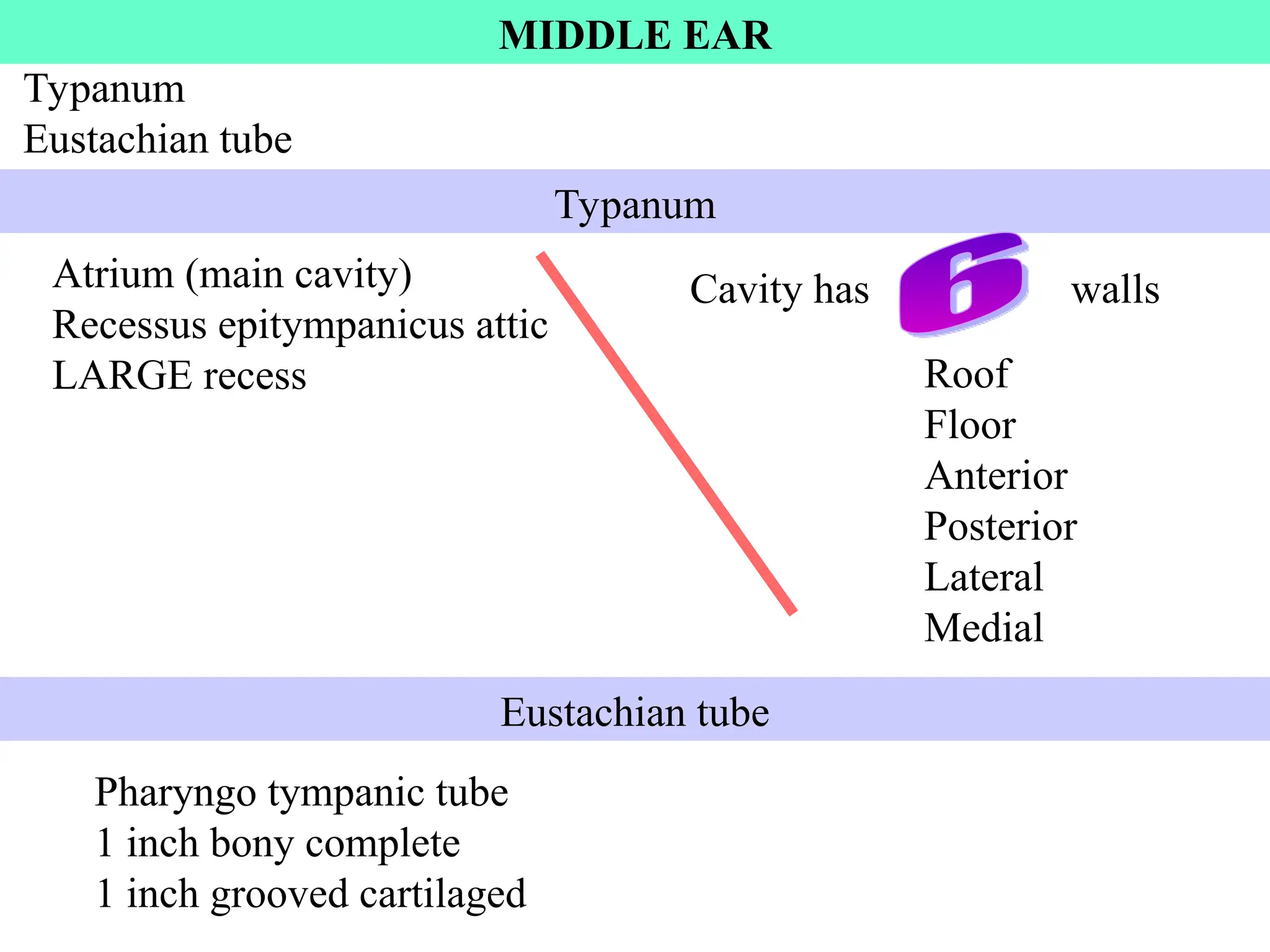 Anatomy of ear of animals and their role | PPT
