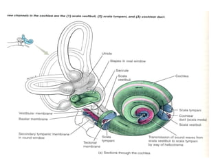 Anatomy of ear of animals and their role | PPT