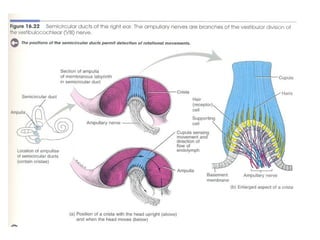 Anatomy of ear of animals and their role | PPT