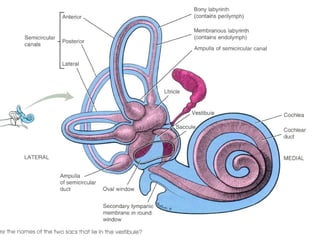 Anatomy of ear of animals and their role | PPT