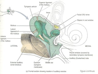 Anatomy of ear of animals and their role | PPT