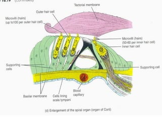 Anatomy of ear of animals and their role | PPT