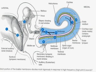 Anatomy of ear of animals and their role | PPT