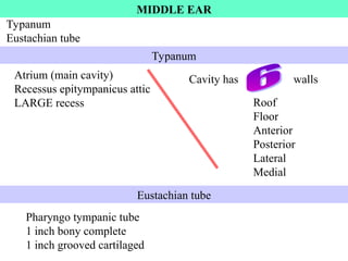 Anatomy of ear of animals and their role | PPT