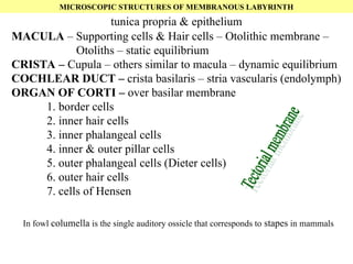 Anatomy of ear of animals and their role | PPT