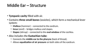 EAR Introduction, Functions, Uses, Importance | PPTX
