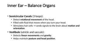 EAR Introduction, Functions, Uses, Importance | PPTX