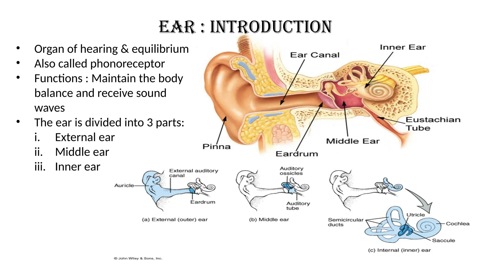 Ear Anatomy - External ear, Middle ear, Inner ear | PPTX