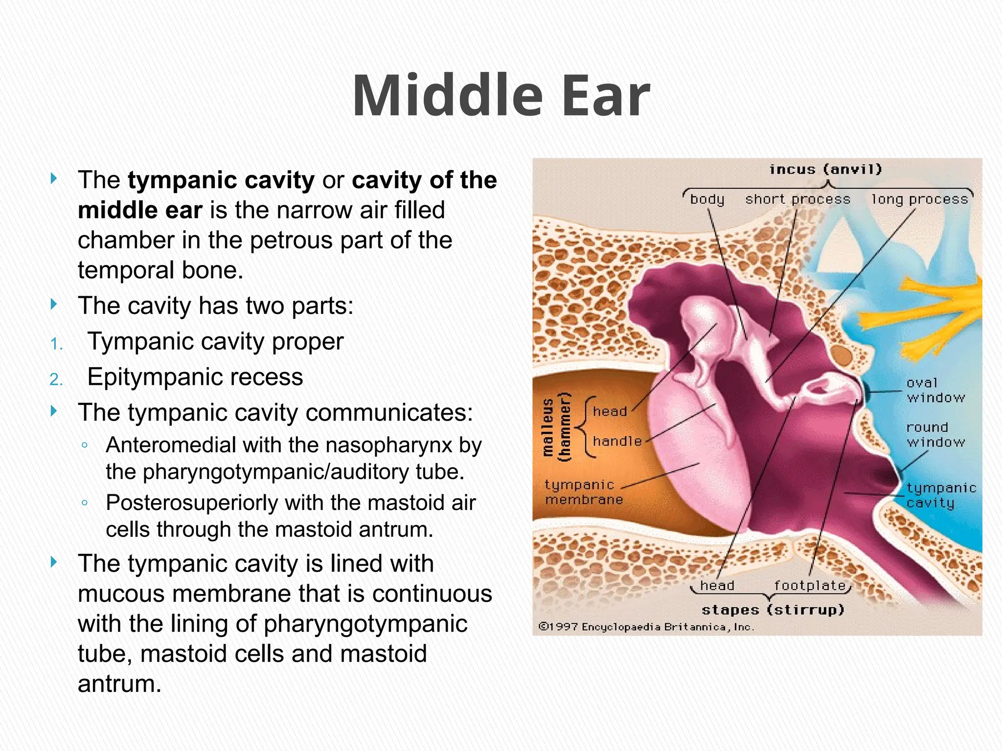 Ear anatomy of human , gross anatomy mbbs | PPTX
