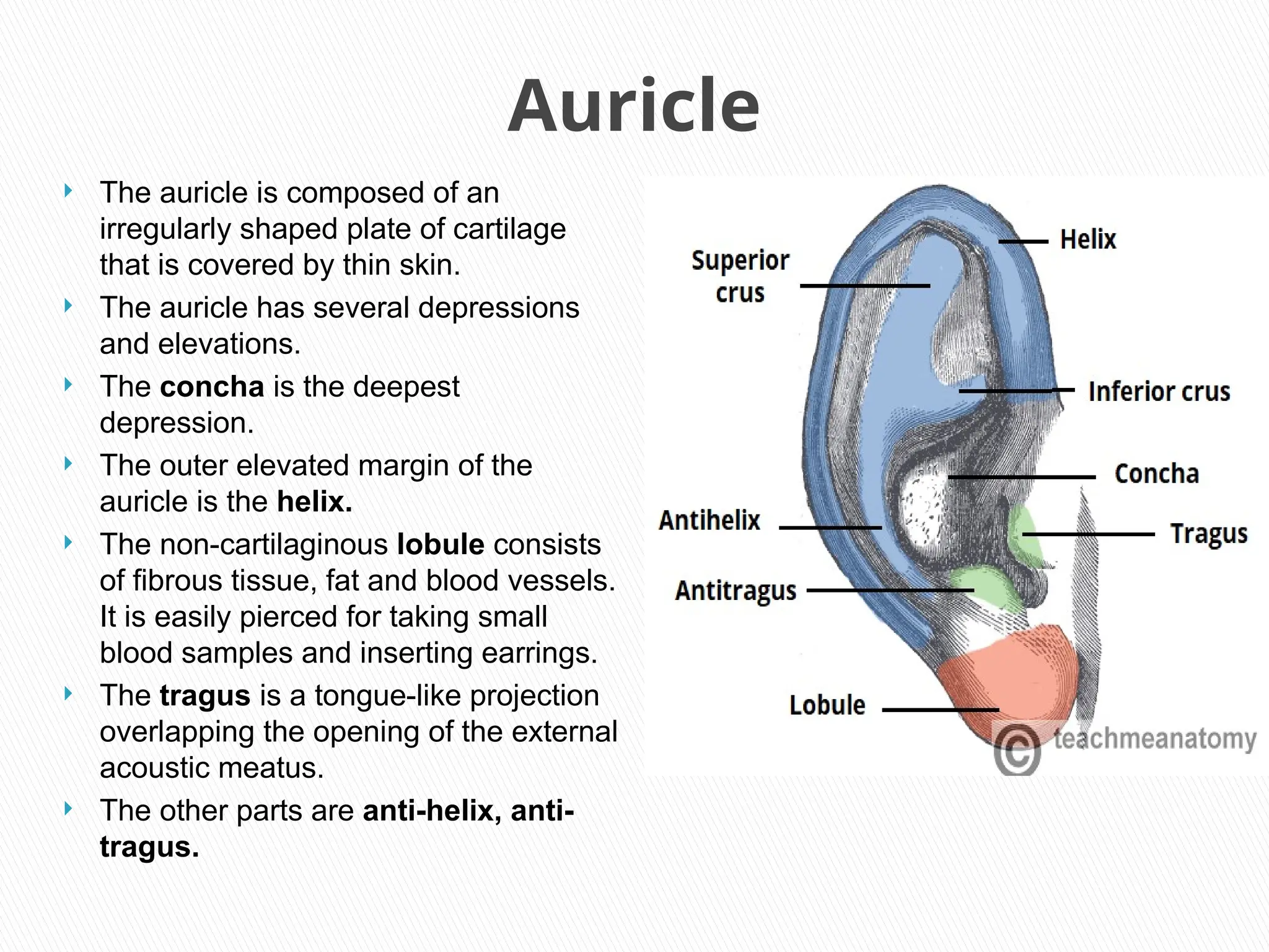 Ear anatomy of human , gross anatomy mbbs | PPTX