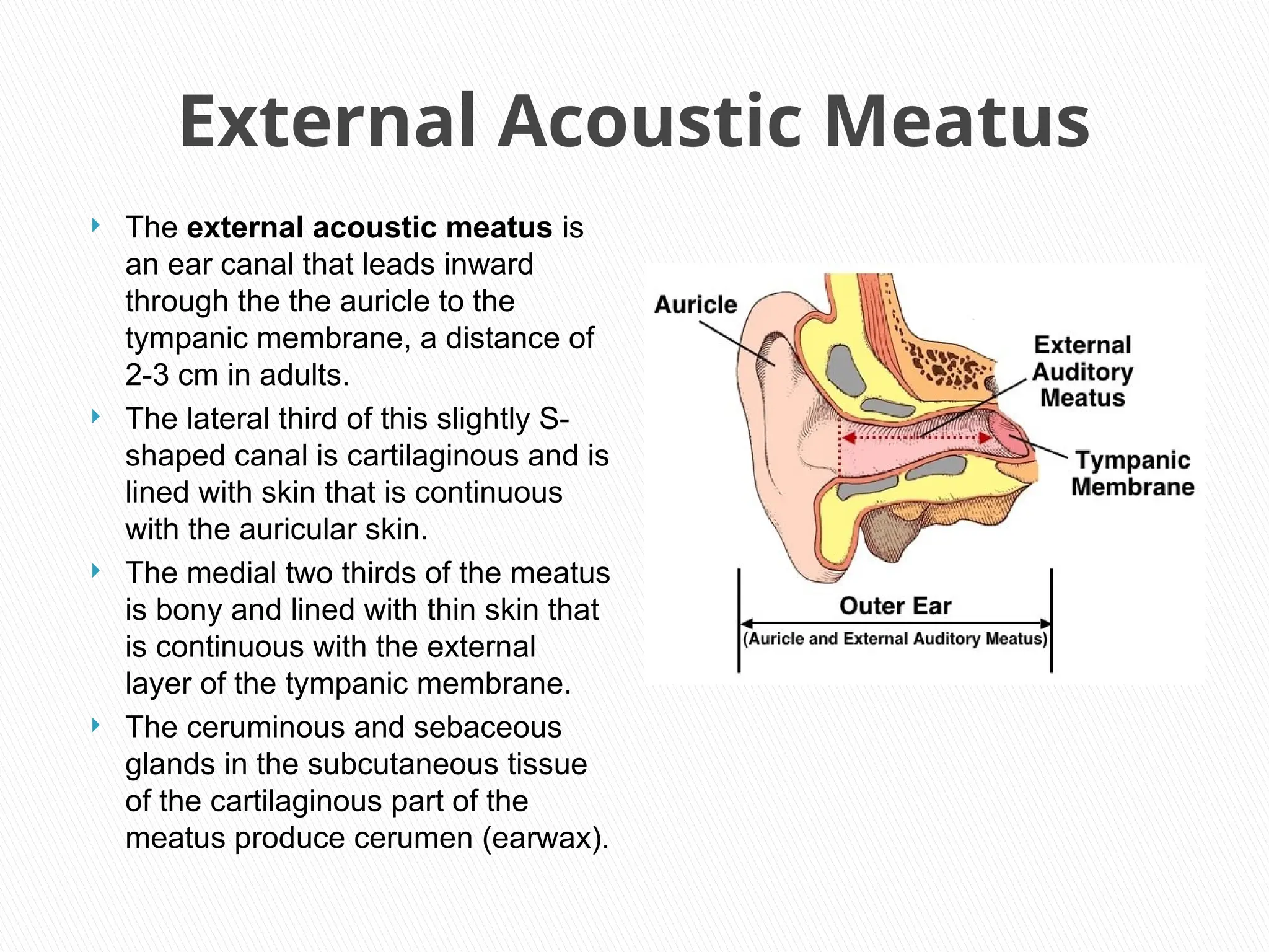 Ear anatomy of human , gross anatomy mbbs | PPTX
