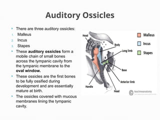 Ear anatomy of human , gross anatomy mbbs | PPTX