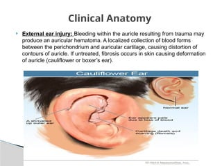 Ear anatomy of human , gross anatomy mbbs | PPTX