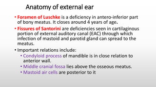 EAR-ANATOMY.pdf | Ear, Nose and Throat Conditions | Diseases and Conditions