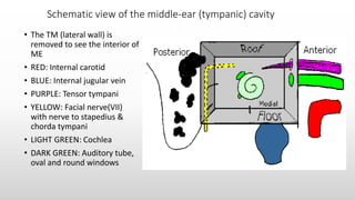 EAR-ANATOMY.pdf