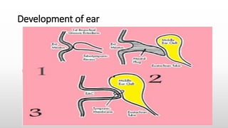 EAR-ANATOMY.pdf | Ear, Nose and Throat Conditions | Diseases and Conditions