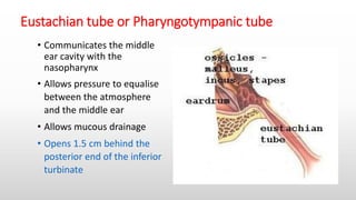 EAR-ANATOMY.pdf | Ear, Nose and Throat Conditions | Diseases and Conditions