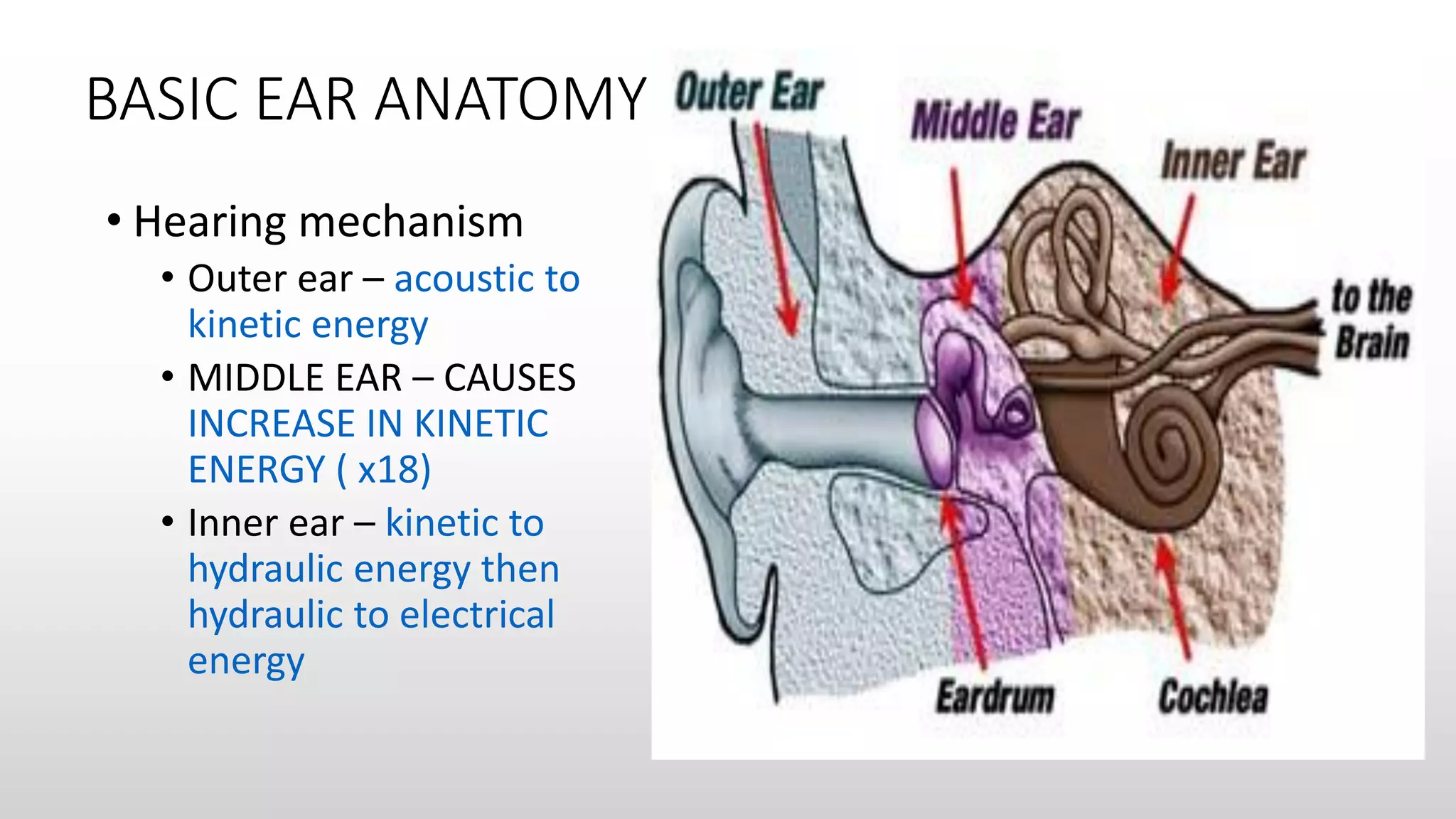 EAR-ANATOMY.pdf