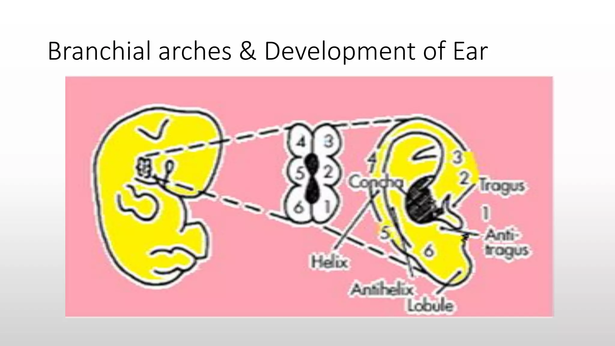 EAR-ANATOMY.pdf