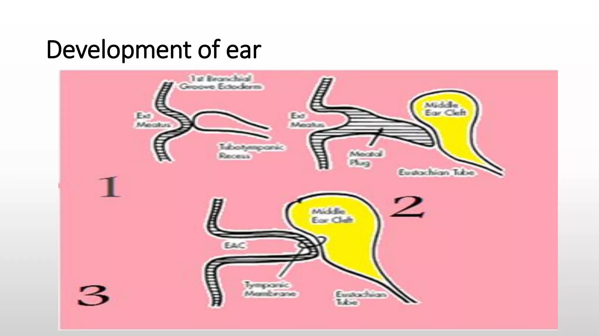 EAR-ANATOMY.pdf