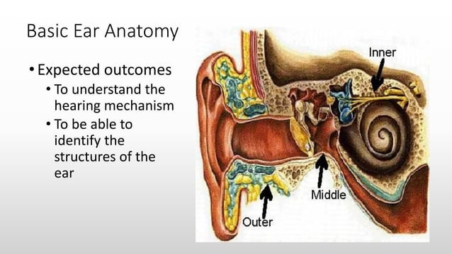 EAR-ANATOMY.pdf