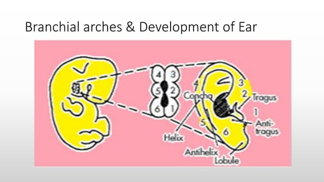 EAR-ANATOMY.pdf