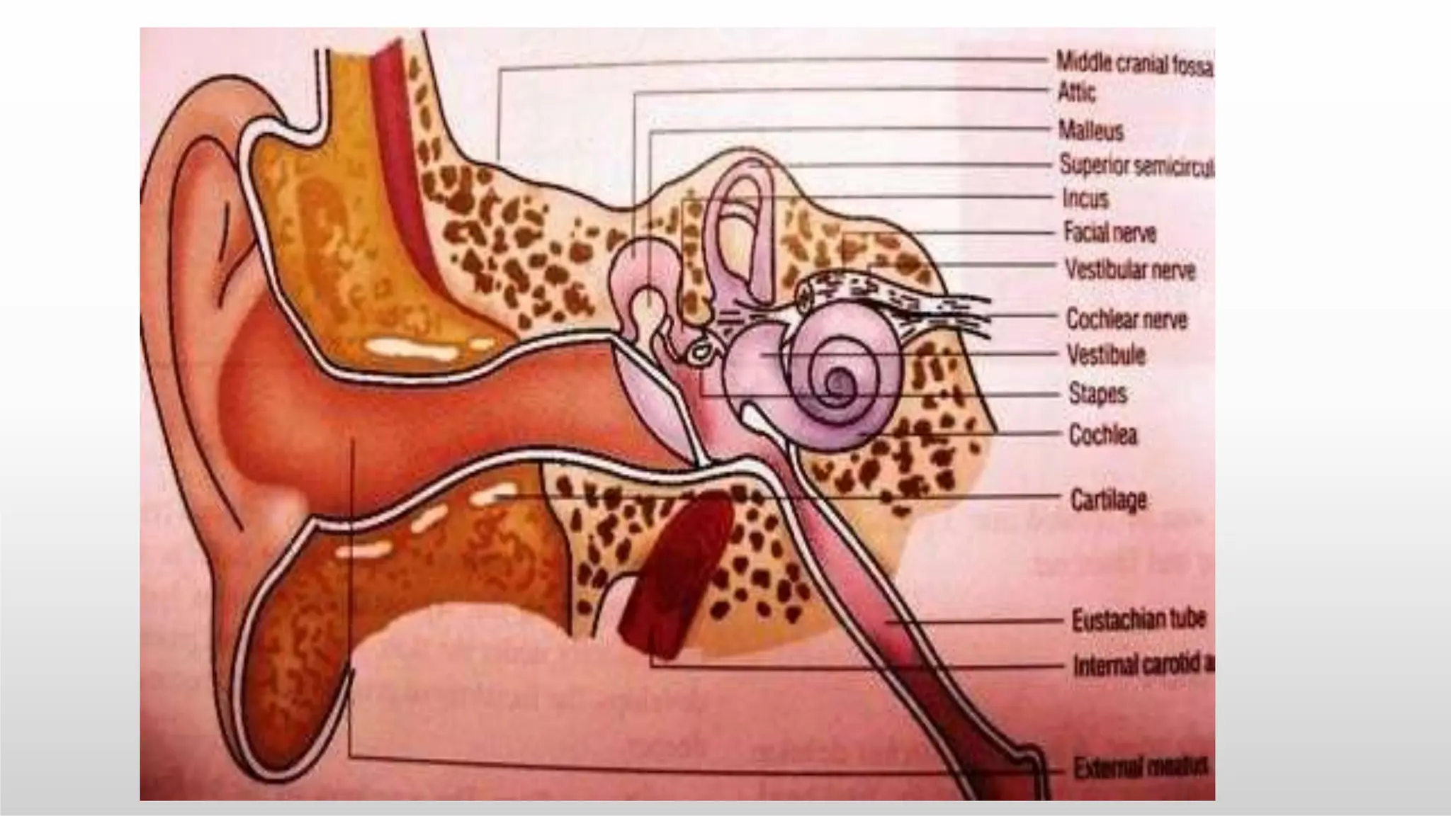 Anatomy of the Internal Ear -Medical Presentation | PPTX