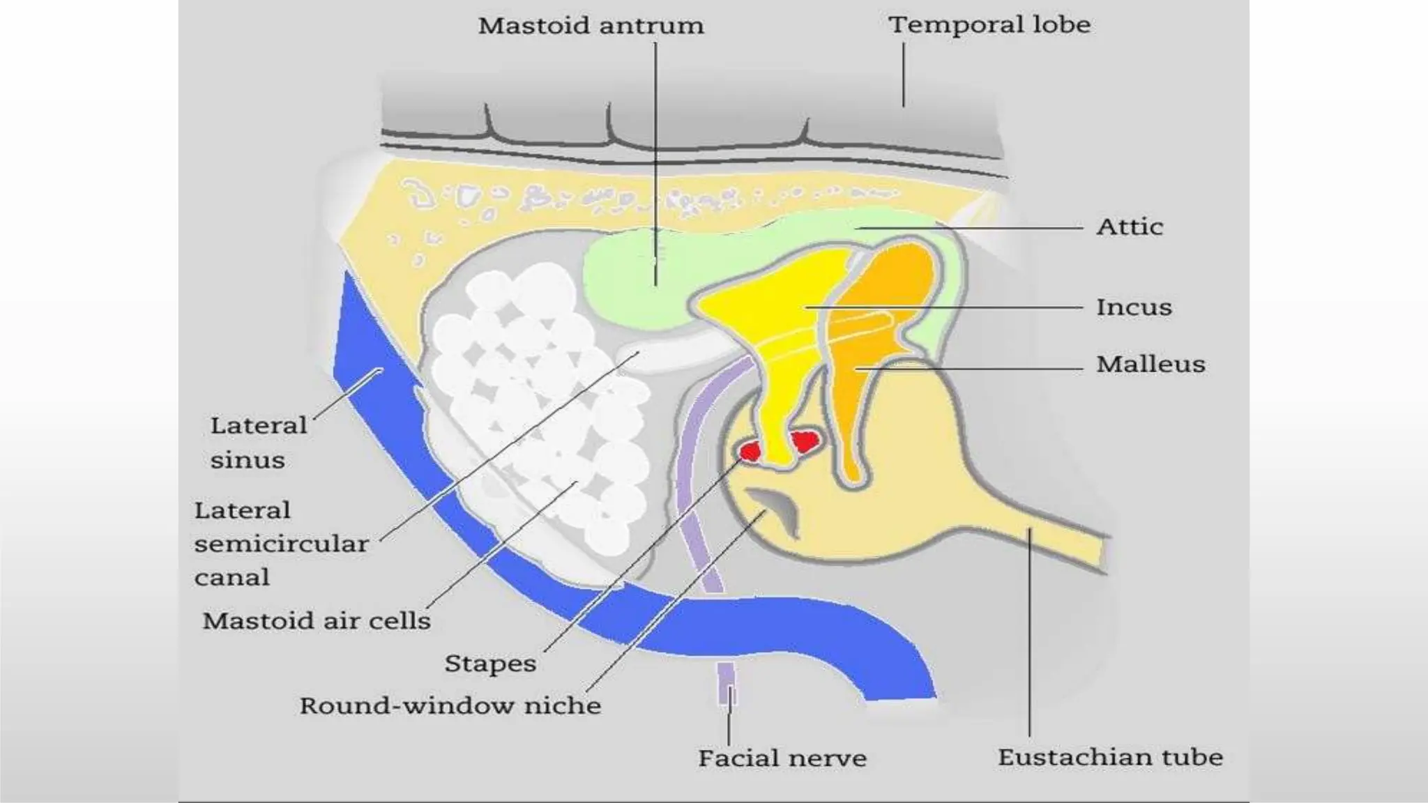 Anatomy of the Internal Ear -Medical Presentation | PPTX