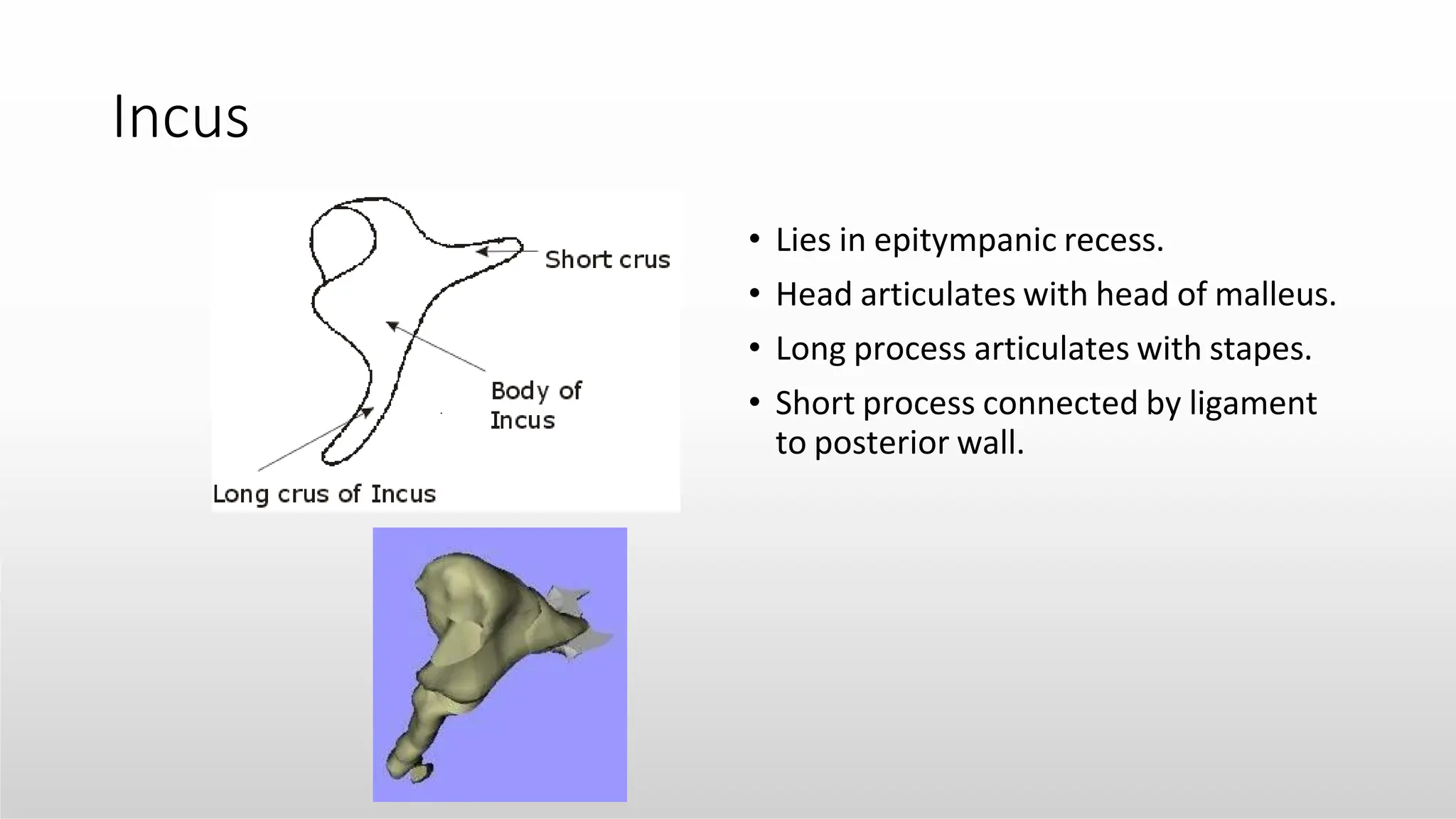 Anatomy of the Internal Ear -Medical Presentation | PPTX