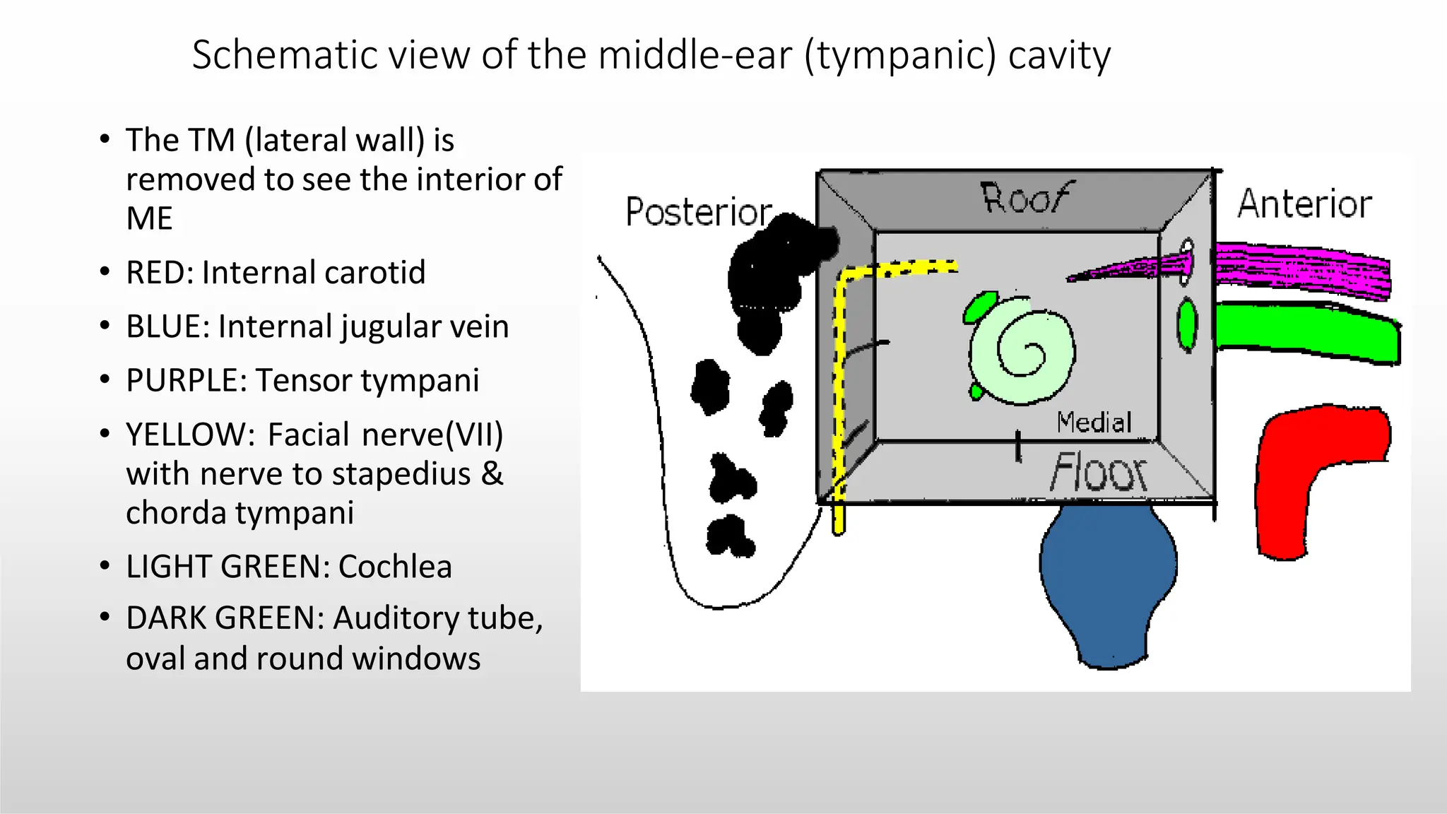 Anatomy of the Internal Ear -Medical Presentation | PPTX