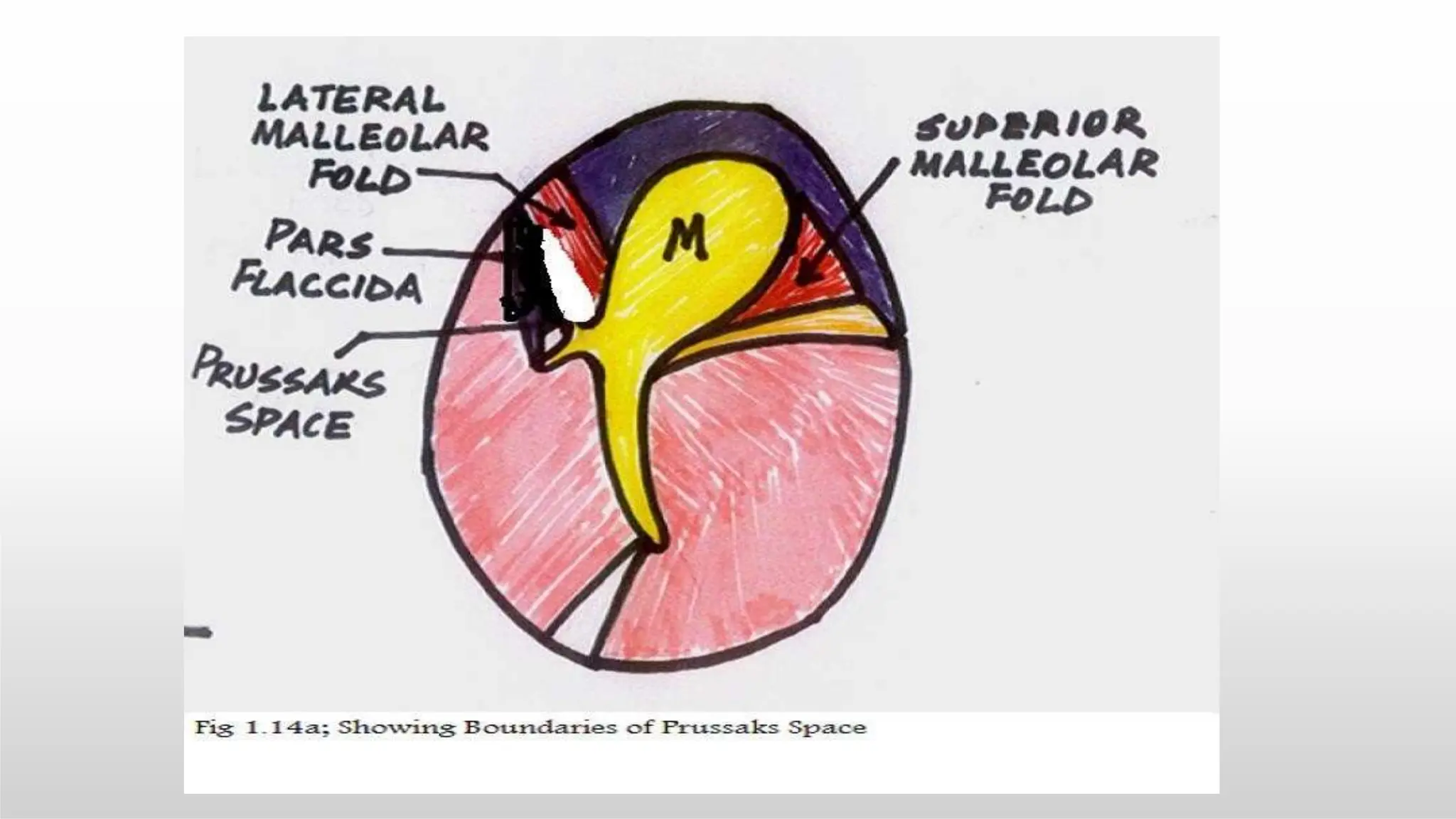 Anatomy of the Internal Ear -Medical Presentation | PPTX