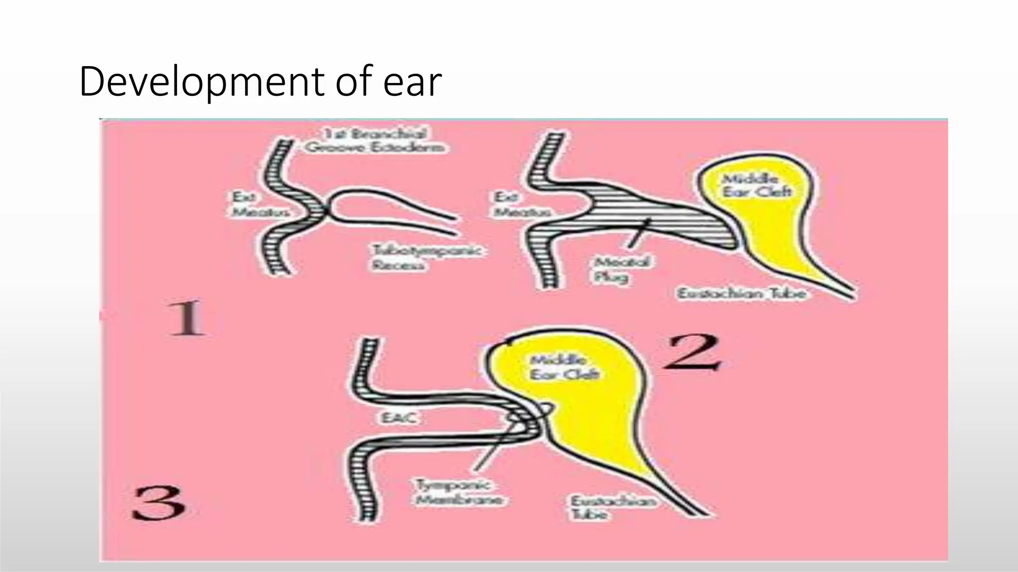 Anatomy of the Internal Ear -Medical Presentation | PPTX