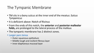 Anatomy of the Internal Ear -Medical Presentation | PPTX